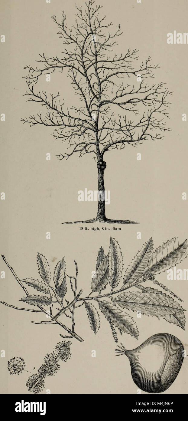 Arboretum et fruticetum britannicum, or - The trees and shrubs of ...