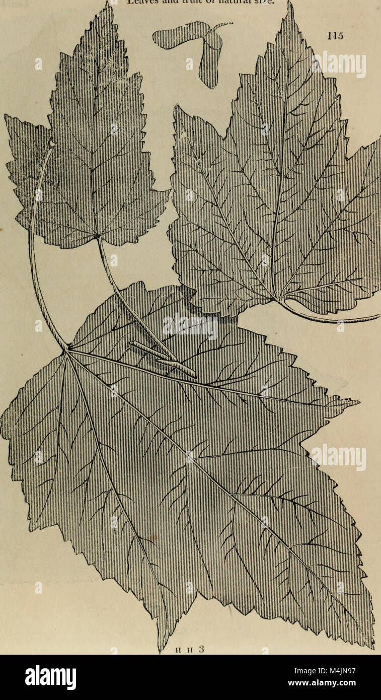 A comprehensive botanical work that details the trees and shrubs of ...