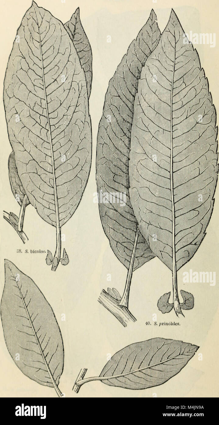 This work presents a detailed depiction of trees and shrubs in Britain ...
