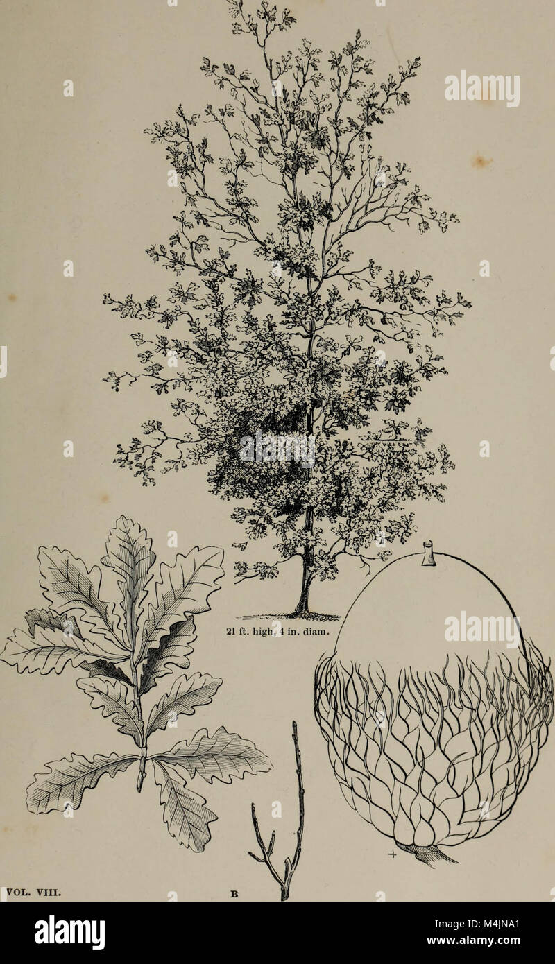 This botanical work illustrates both native and non-native trees and ...
