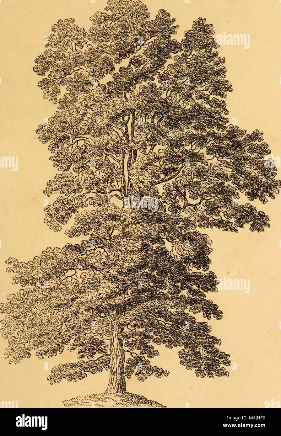 A botanical work describing the trees and shrubs of Britain, both ...