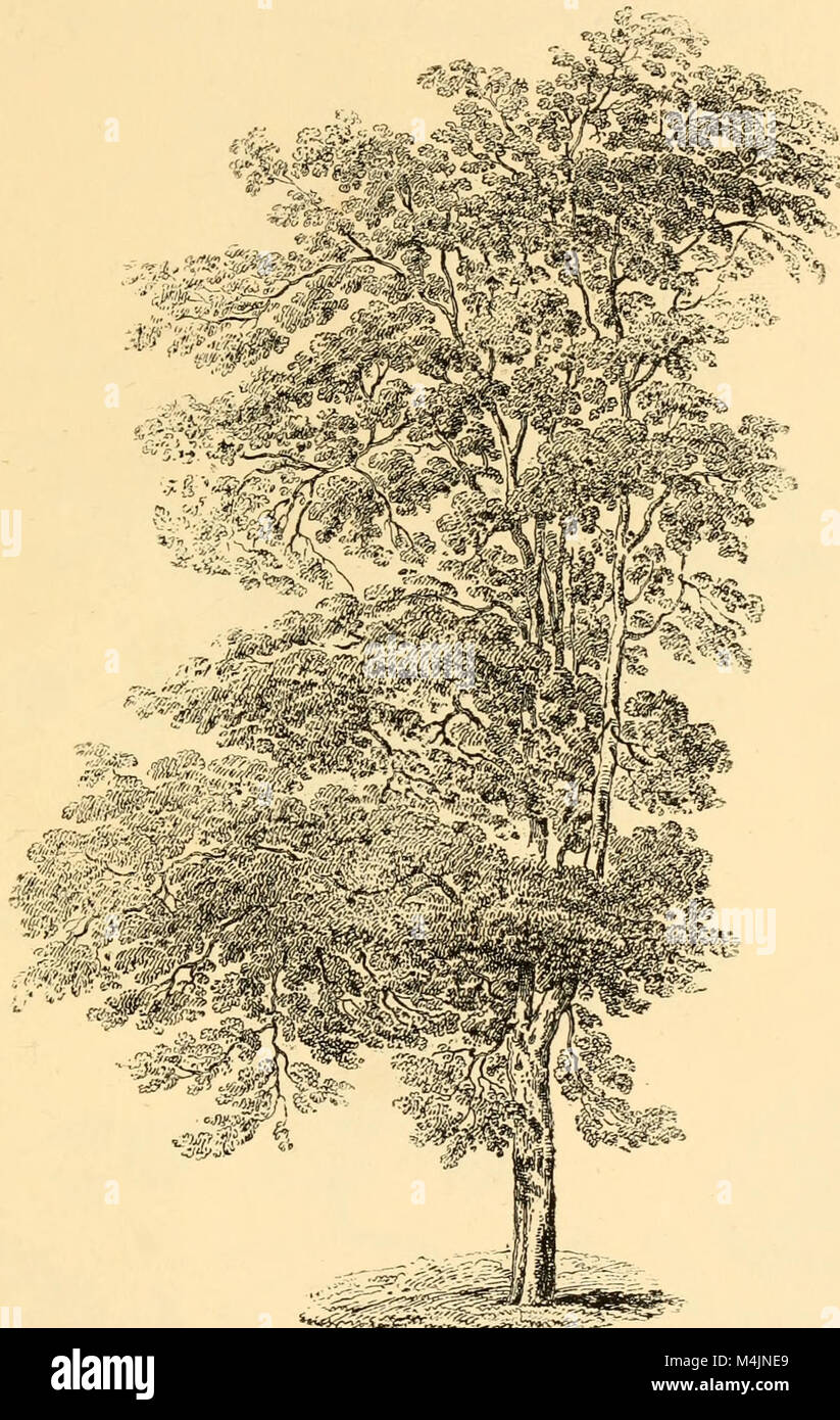 A detailed botanical guide to the trees and shrubs of Britain ...