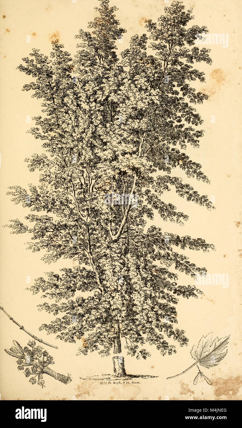 An extensive guide to the trees and shrubs of Britain, both native and ...
