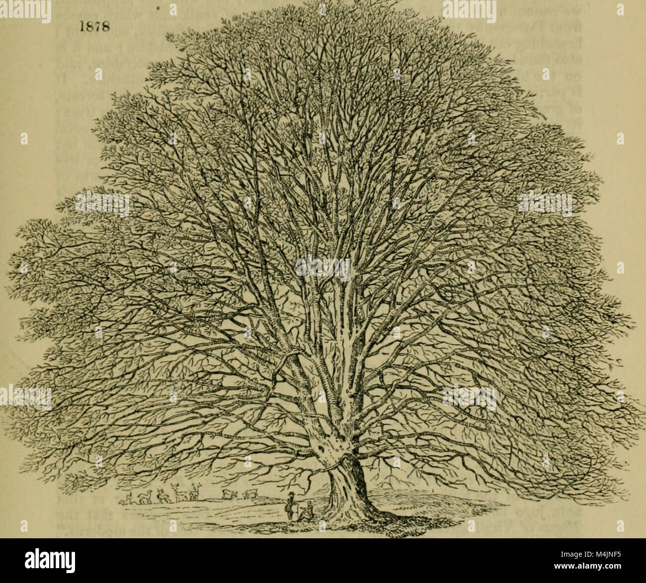 Arboretum et fruticetum Britannicum; or, The trees and shrubs of ...