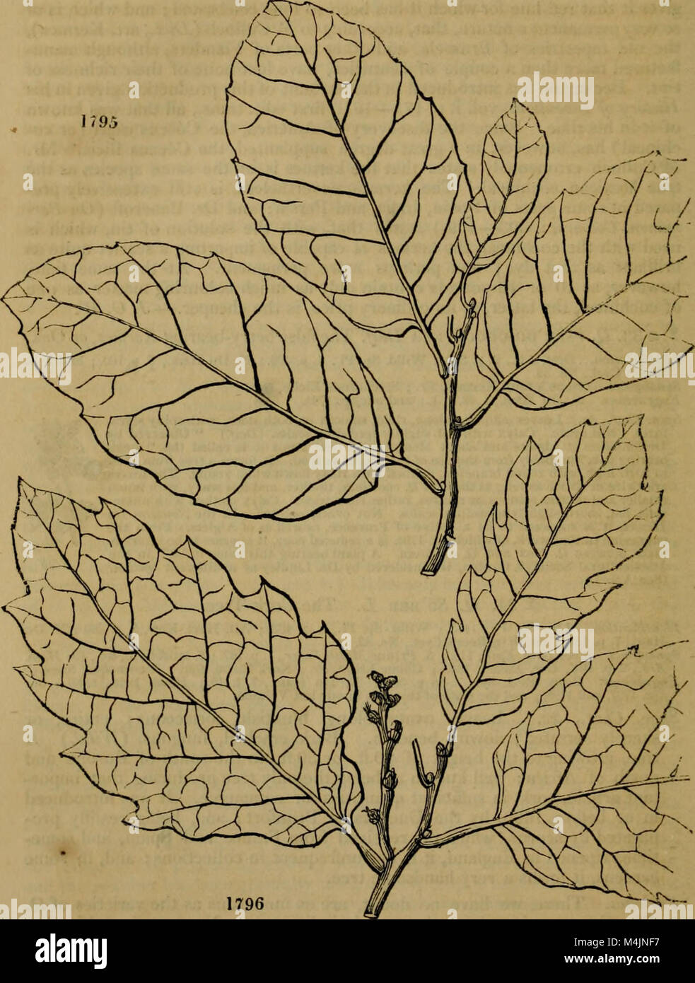 A comprehensive work detailing both native and foreign trees and shrubs ...