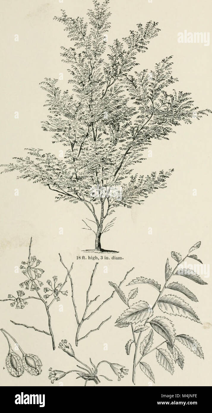 Arboretum et fruticetum britannicum; or, The trees and shrubs of ...
