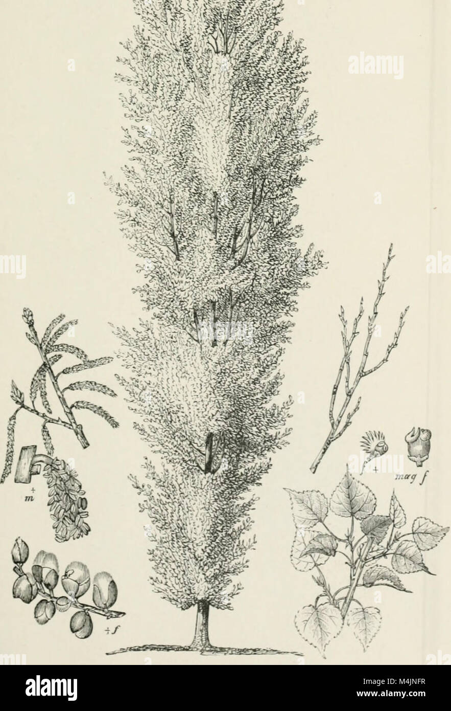 Arboretum et fruticetum britannicum; or, The trees and shrubs of ...