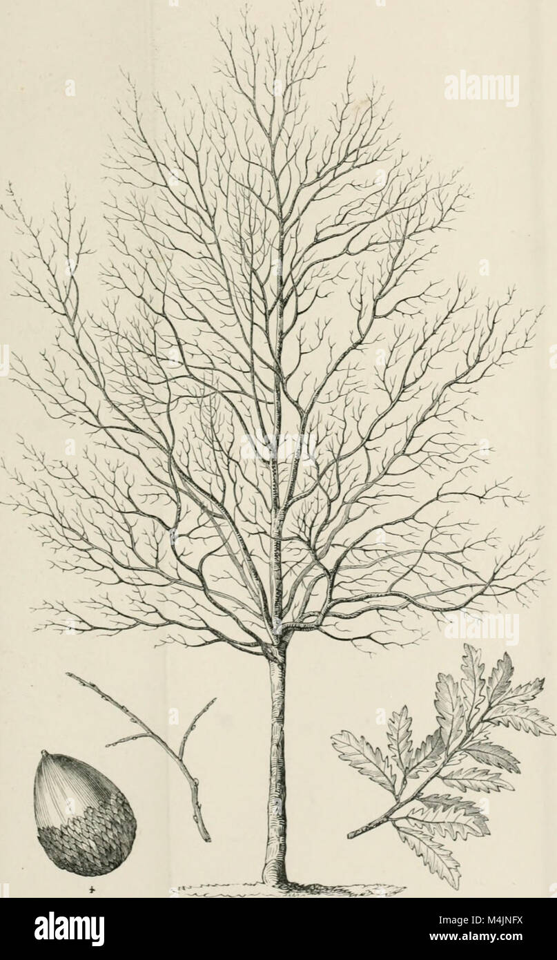A comprehensive guide to the trees and shrubs of Britain, both native ...