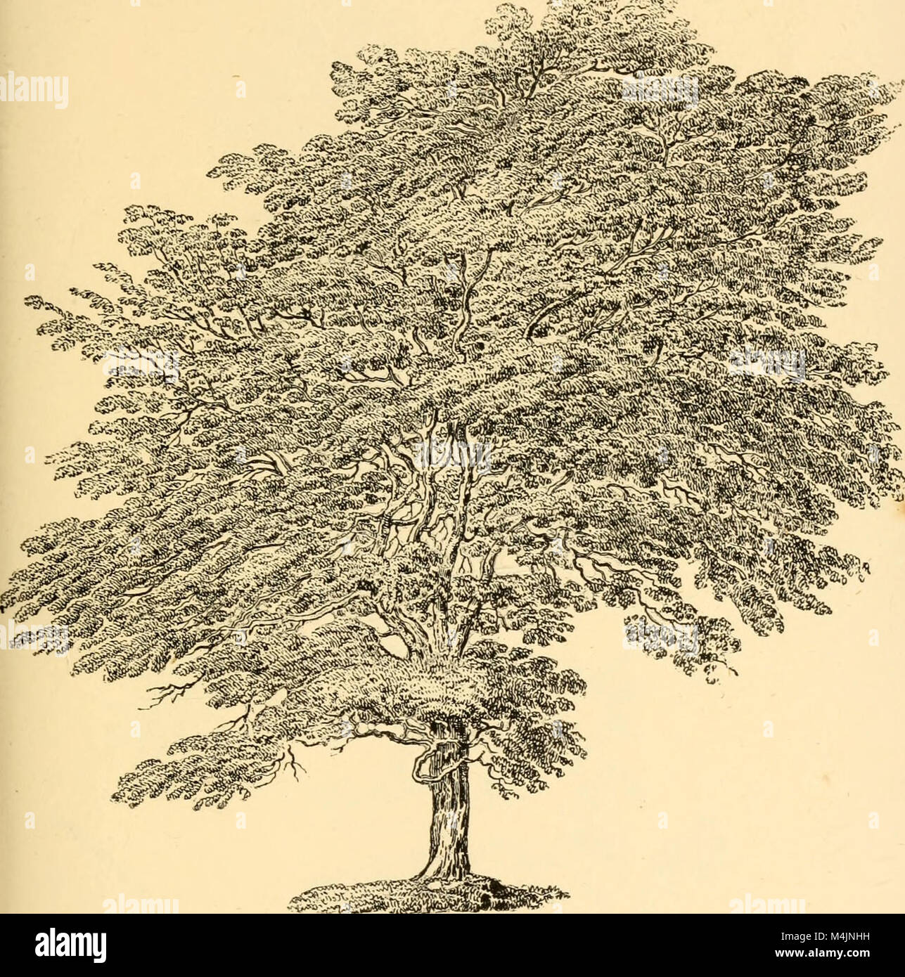 This work explores the trees and shrubs of Britain, covering both ...