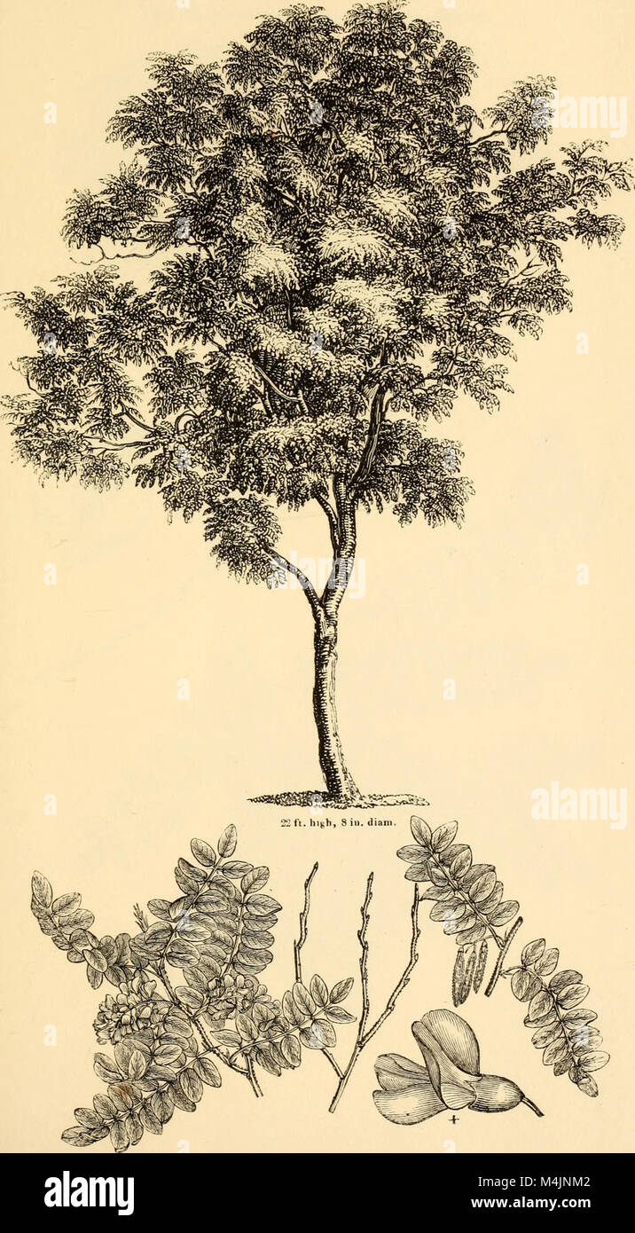 This work explores the diverse trees and shrubs of Britain, both native ...