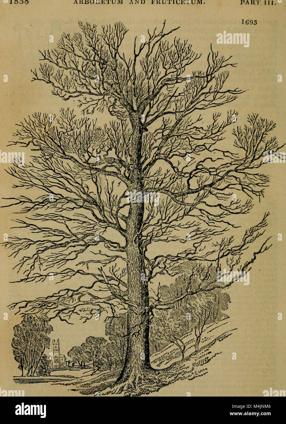 This work describes the trees and shrubs of Britain, both native and ...
