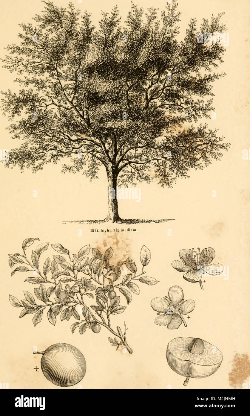 This 1830 botanical work illustrates the trees and shrubs of Britain ...