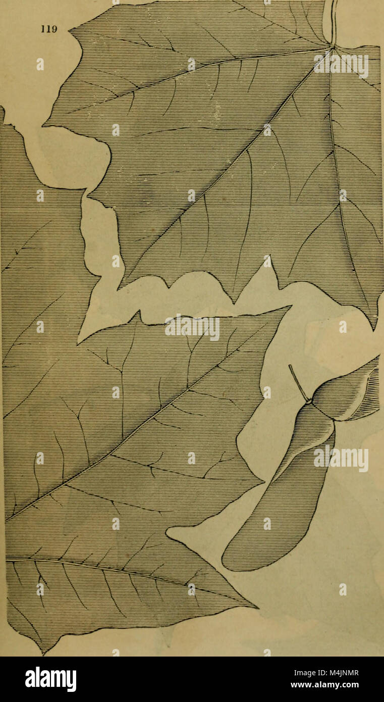 A detailed botanical work on trees and shrubs in Britain, covering ...
