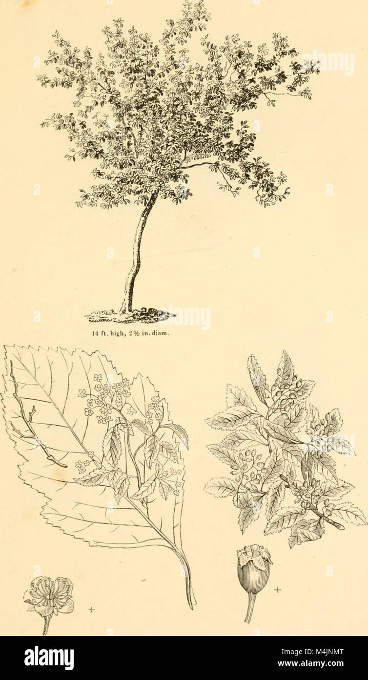 This work offers an extensive compilation of British trees and shrubs ...