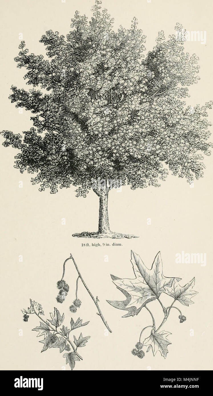 Arboretum et fruticetum britannicum; or, The trees and shrubs of ...