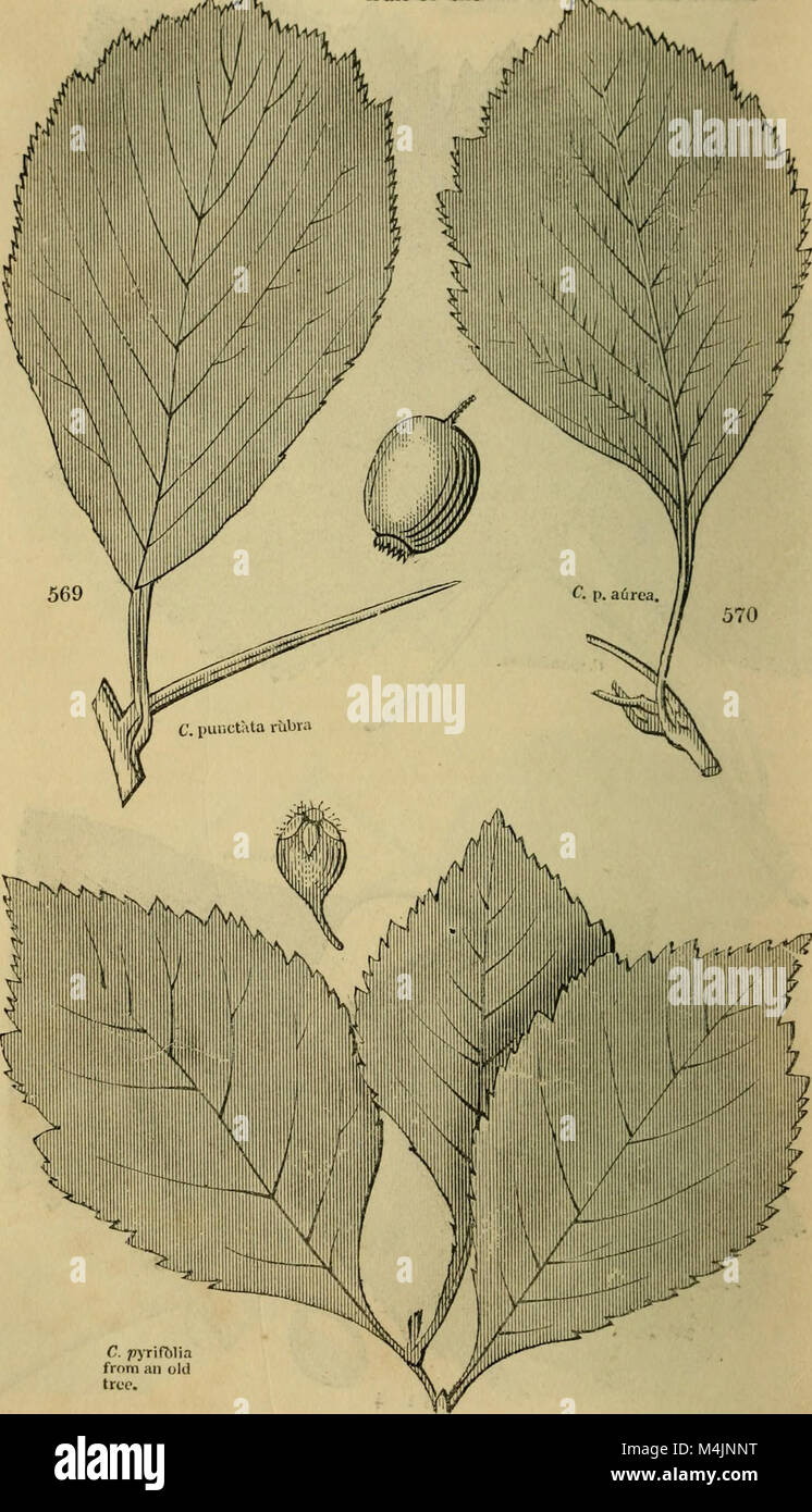 This publication provides a detailed description of British trees and ...