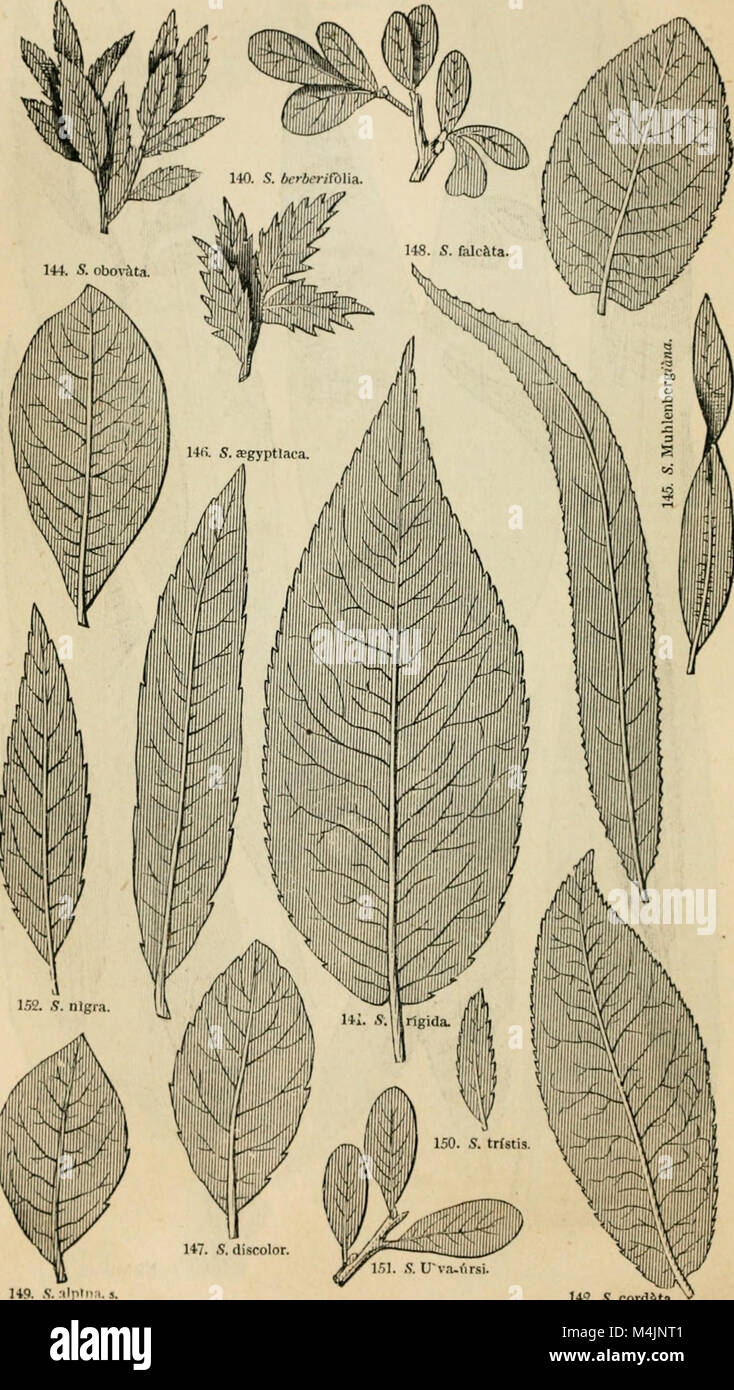 This work offers a comprehensive guide to the trees and shrubs of ...