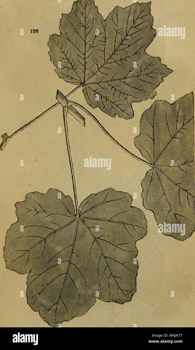 This detailed work on British trees and shrubs provides both botanical ...