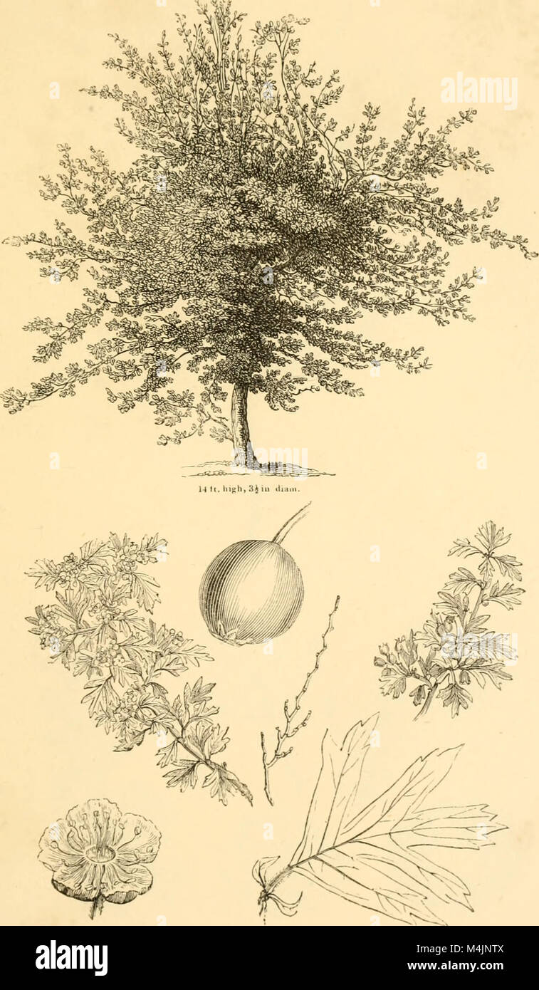 This work provides a detailed catalog of British trees and shrubs ...