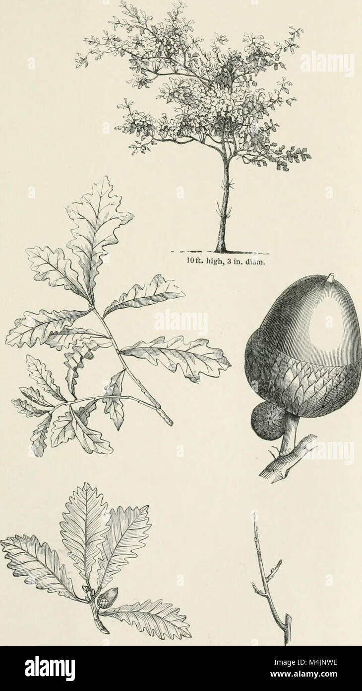 Arboretum et fruticetum britannicum; or, The trees and shrubs of ...