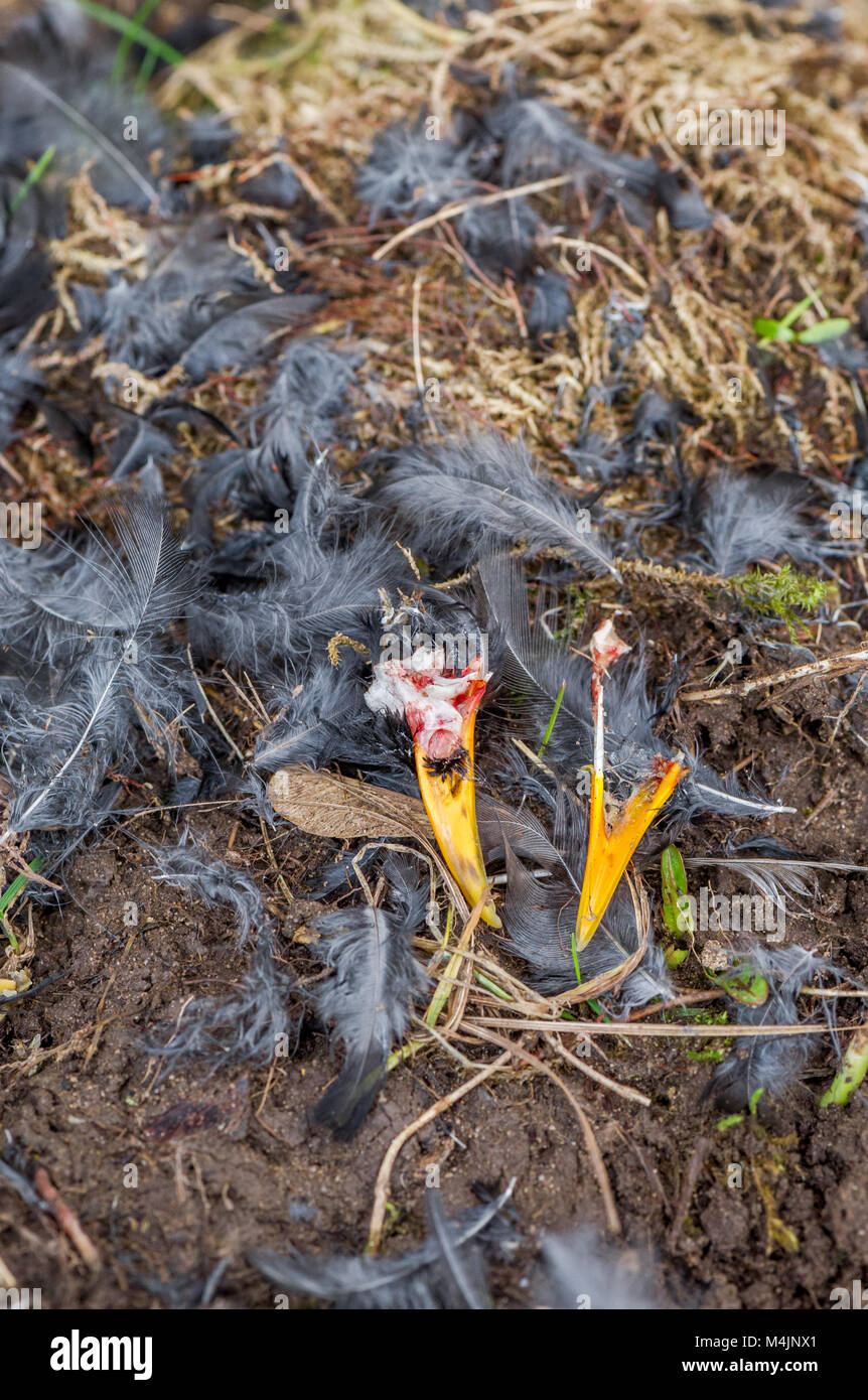 Remains of a male Blackbird after being consumed by a Sparrowhawk Stock ...
