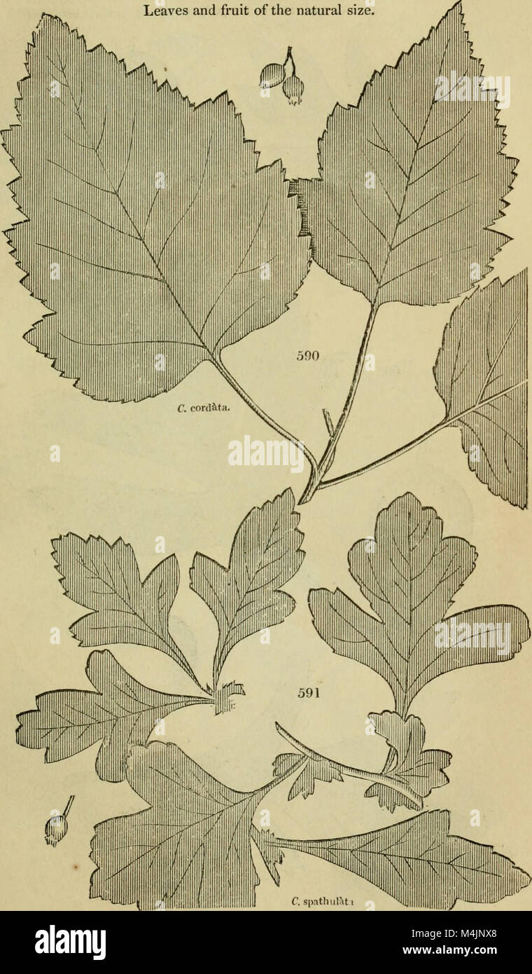 Arboretum et fruticetum Britannicum; or, The trees and shrubs of ...