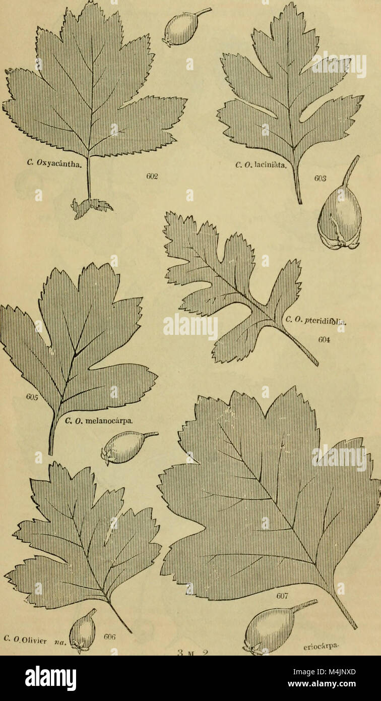 Arboretum et fruticetum Britannicum; or, The trees and shrubs of ...
