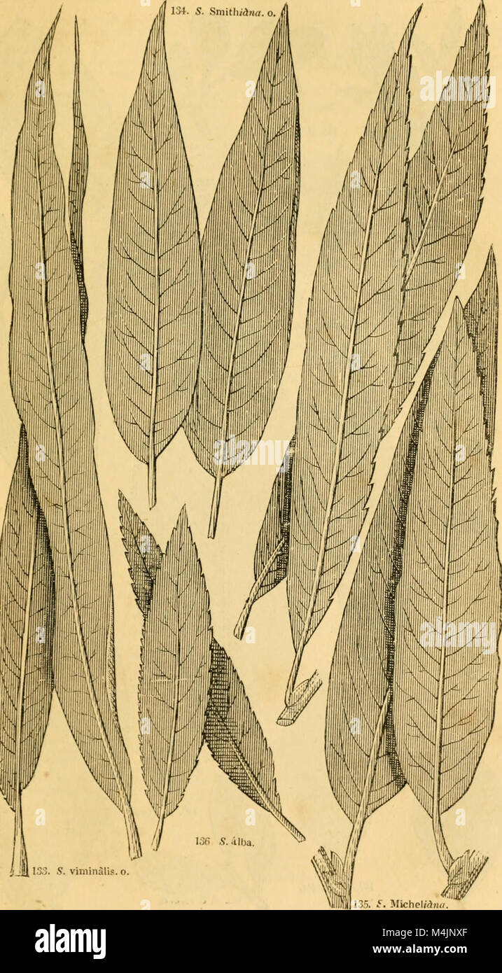This work offers a comprehensive guide to the trees and shrubs of ...