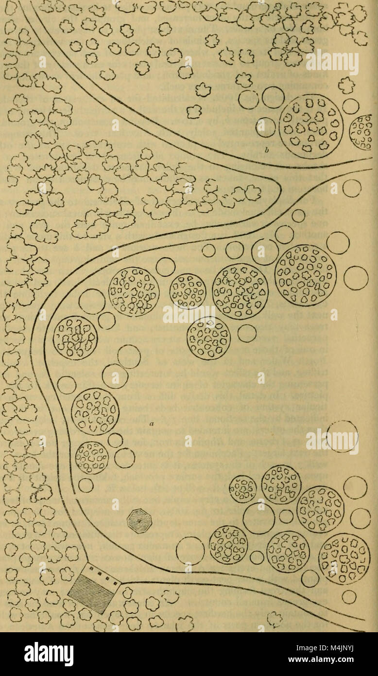 This botanical work features a detailed survey of trees and shrubs in ...
