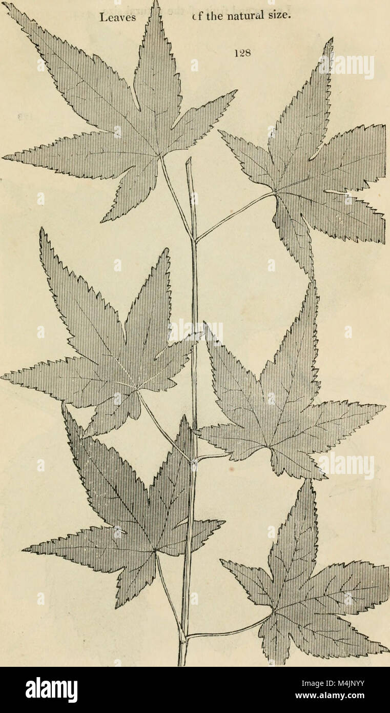 This work focuses on the trees and shrubs of Britain, both native and ...