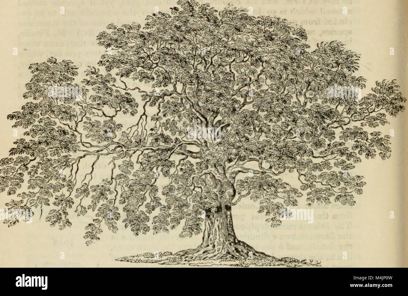 This work details the trees and shrubs of Britain, both native and ...