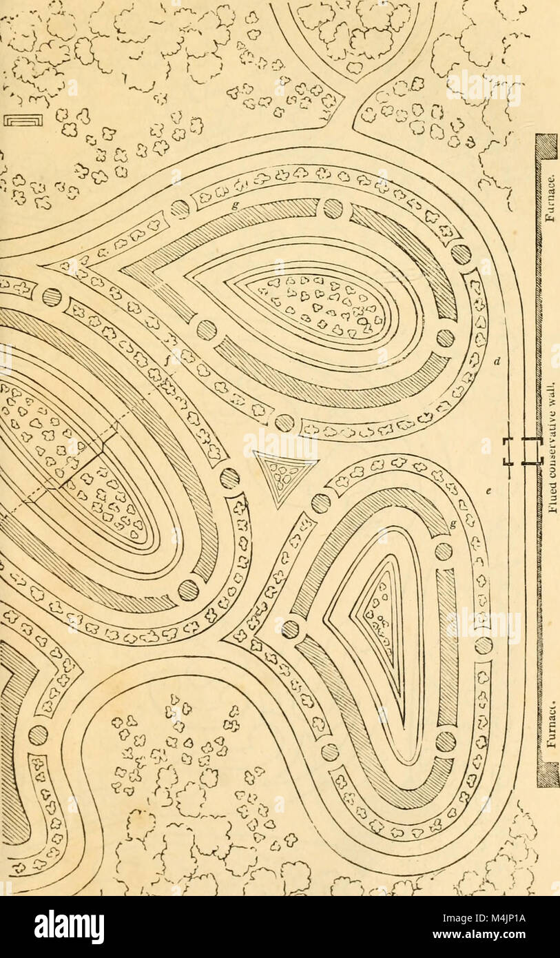 'Arboretum et Fruticetum Britannicum' catalogs native and foreign trees ...