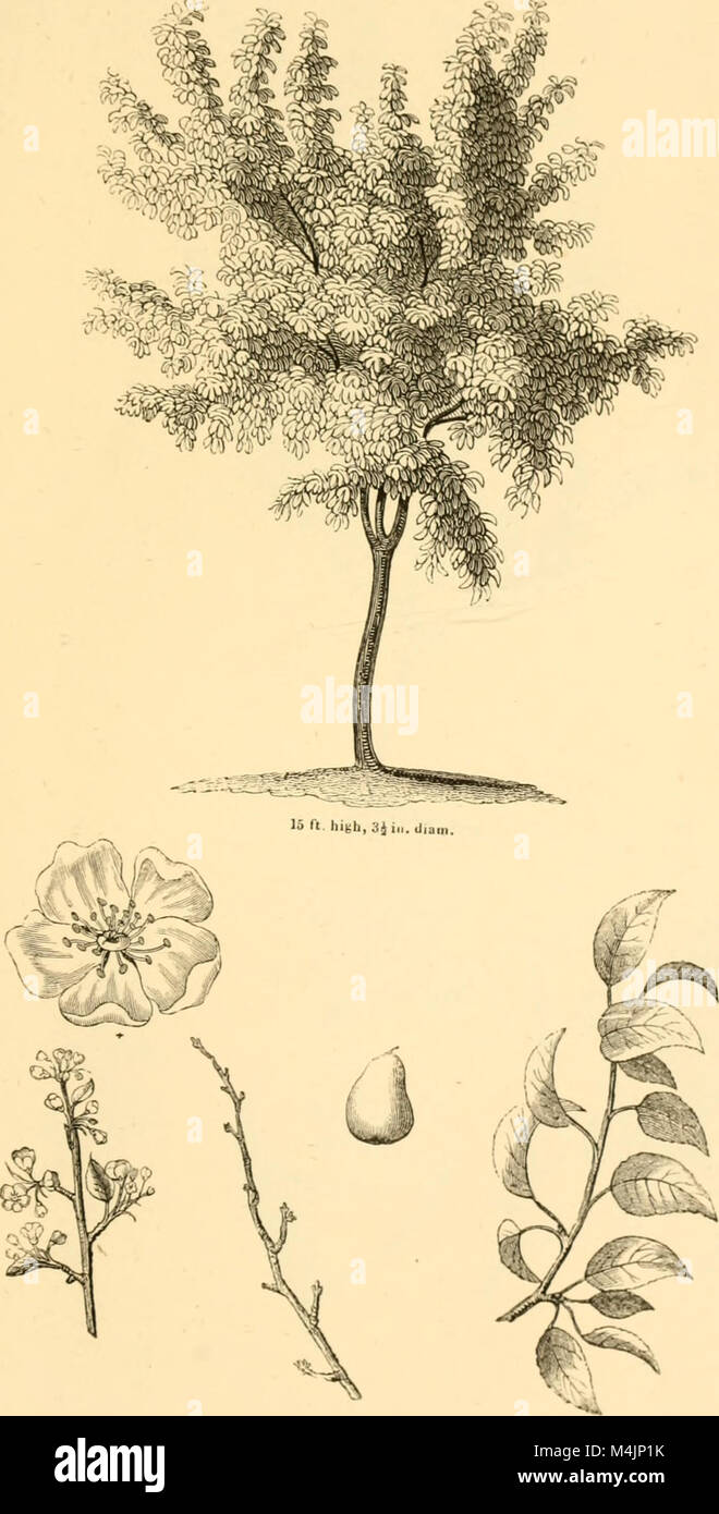 This detailed work on trees and shrubs of Britain, both native and ...