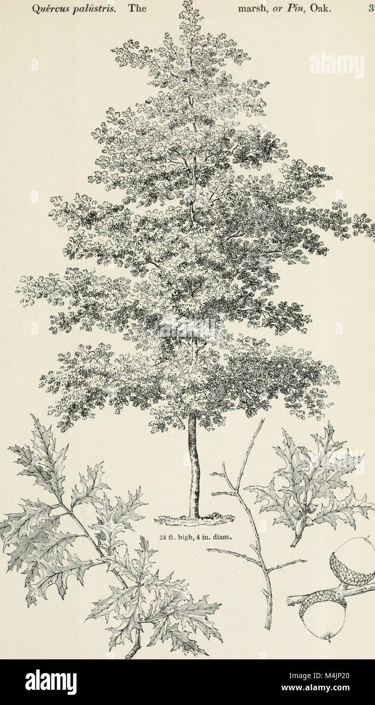 Arboretum et fruticetum britannicum; or, The trees and shrubs of ...