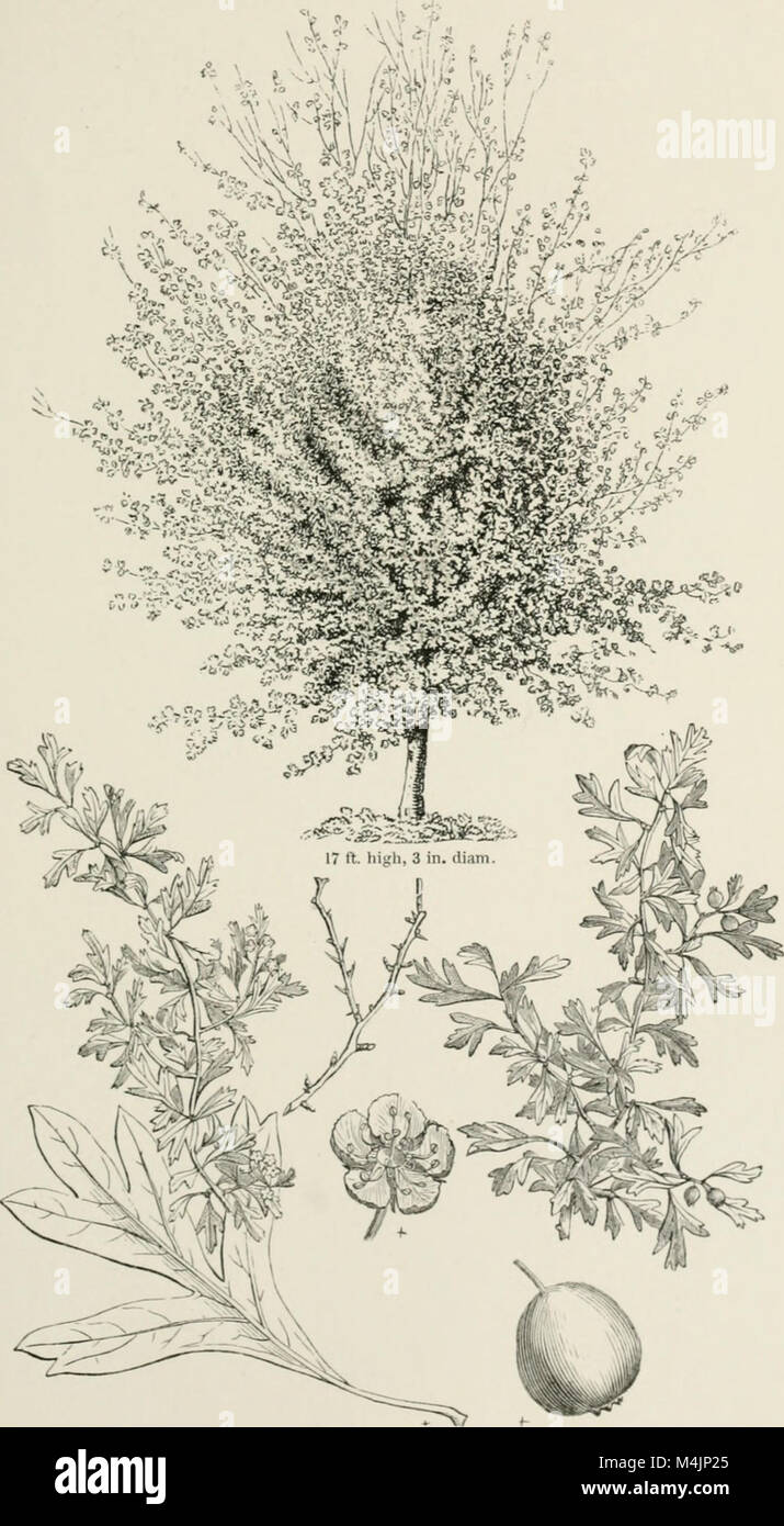 This book provides an extensive catalog of trees and shrubs in Britain ...