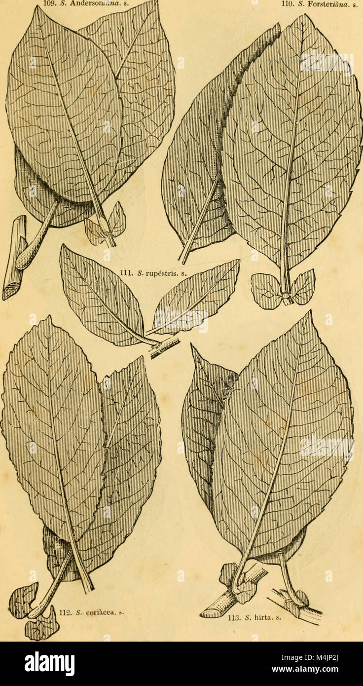 A comprehensive guide to the trees and shrubs of Britain, both native ...