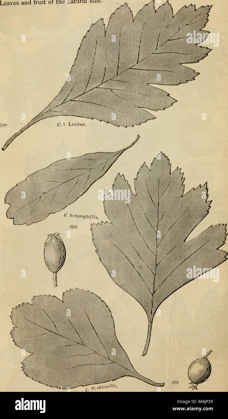 This comprehensive work details the trees and shrubs of Britain, both ...