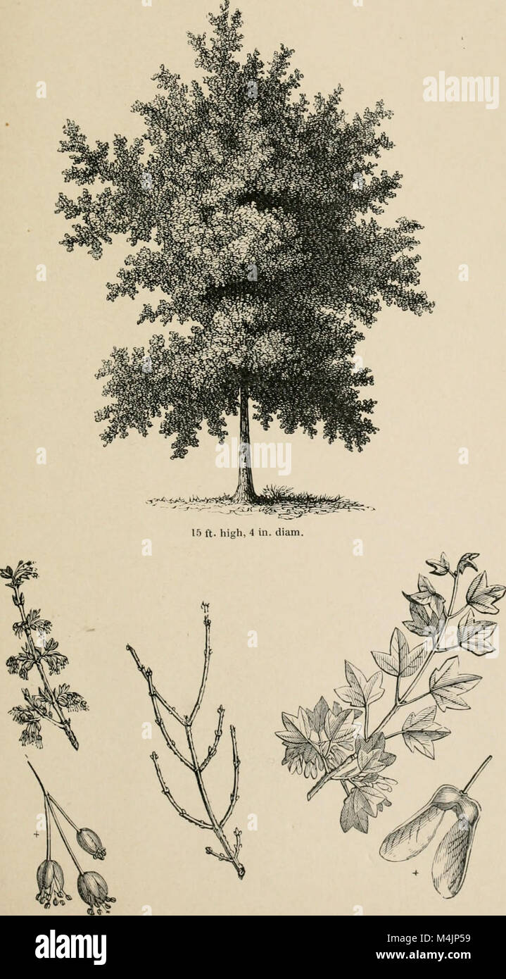 Arboretum et fruticetum britannicum; or, The trees and shrubs of ...