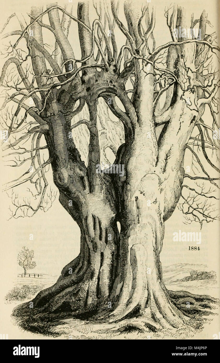 This work provides a comprehensive description of the trees and shrubs ...