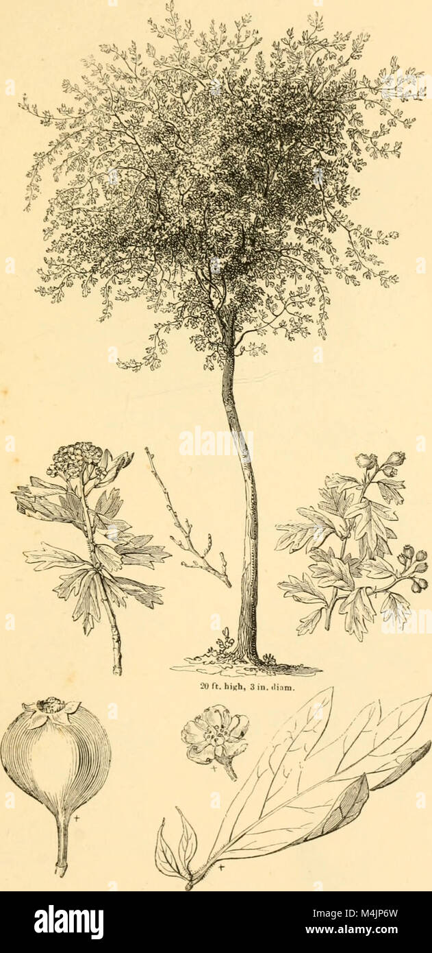This work features a comprehensive guide to the trees and shrubs of ...