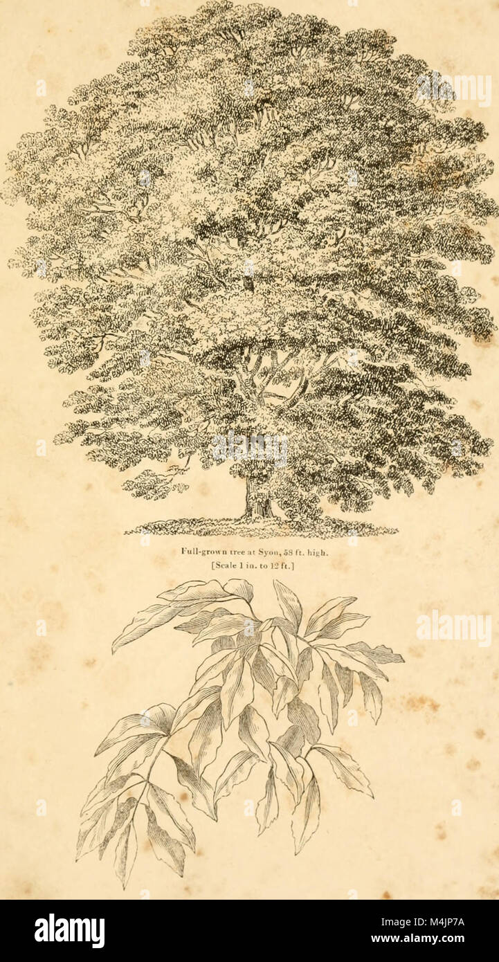 Arboretum et fruticetum britannicum; or, The trees and shrubs of ...