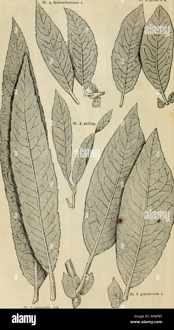 A comprehensive guide to the trees and shrubs of Britain, including ...