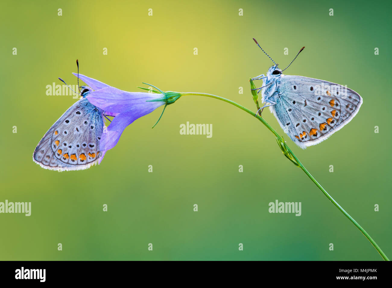 Two blue butterflies hi-res stock photography and images - Alamy