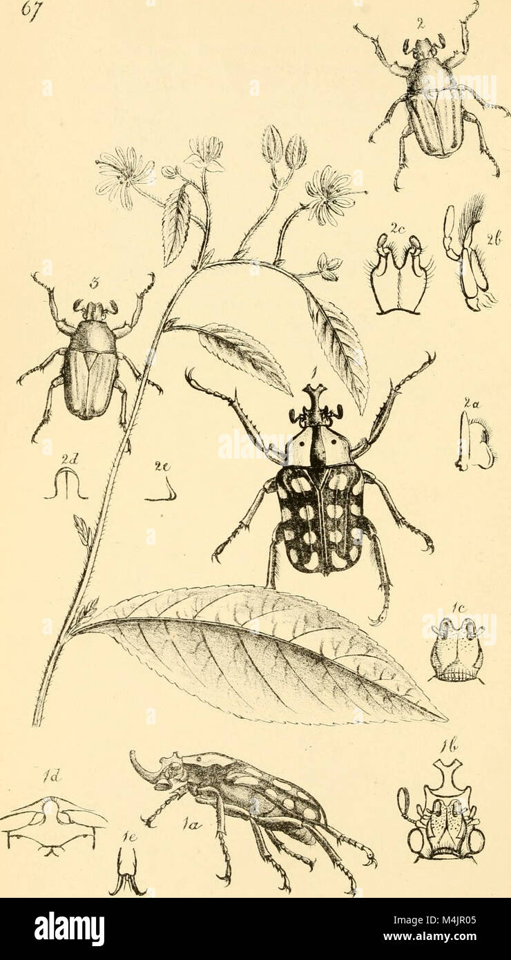 Arcana entomologica, or, Illustrations of new, rare, and interesting ...