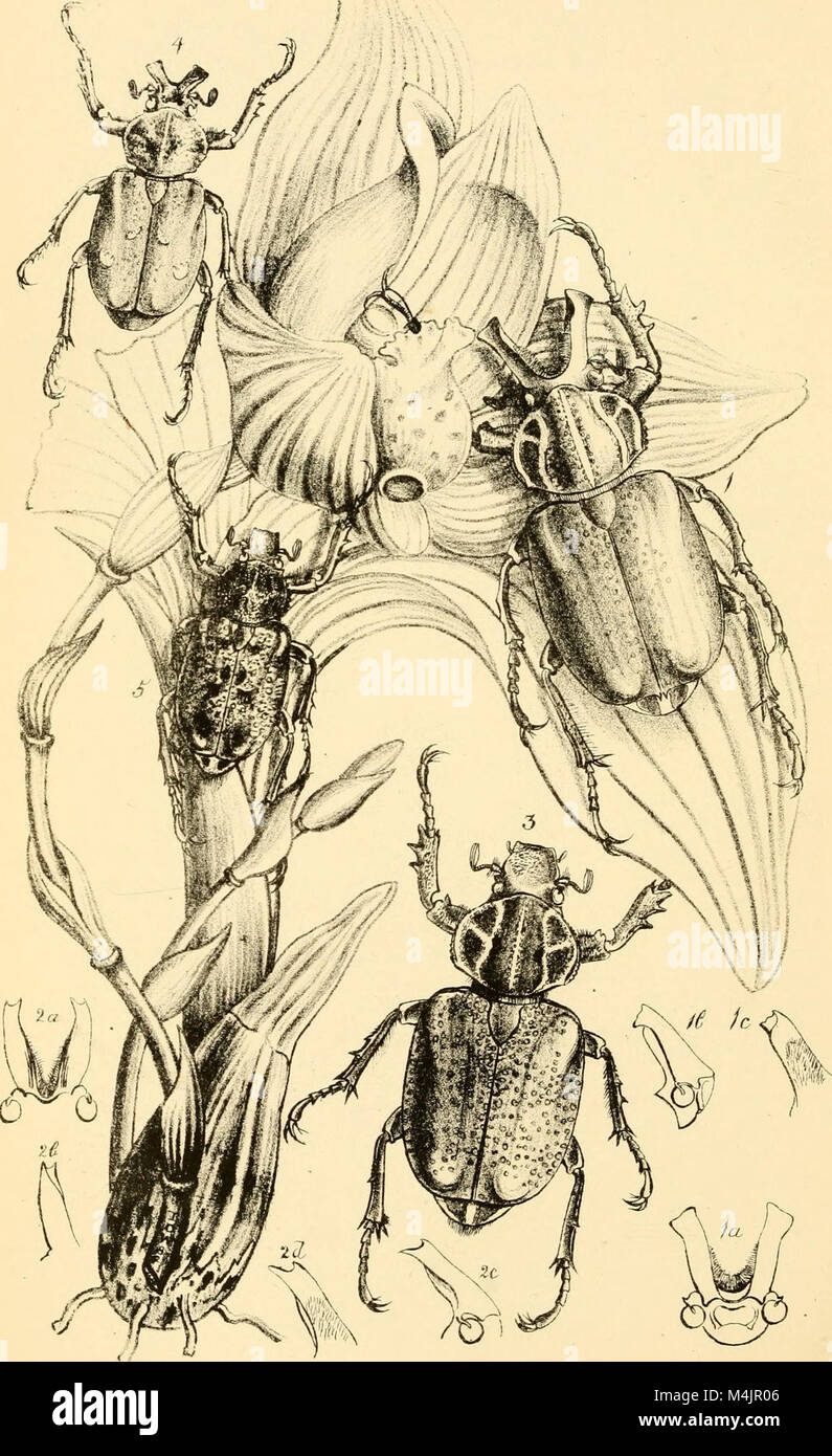 This 1841 entomological work presents detailed illustrations and ...