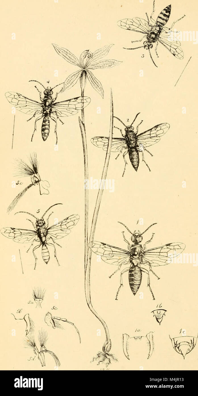 This 1841 work, *Arcana Entomologica*, presents illustrations of newly ...