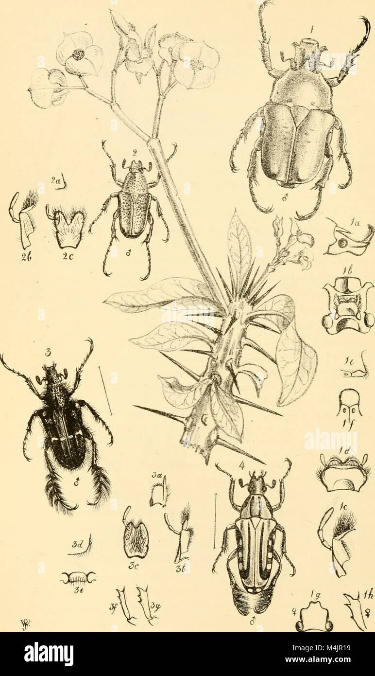Published in 1841, this work illustrates rare and unique insect species ...