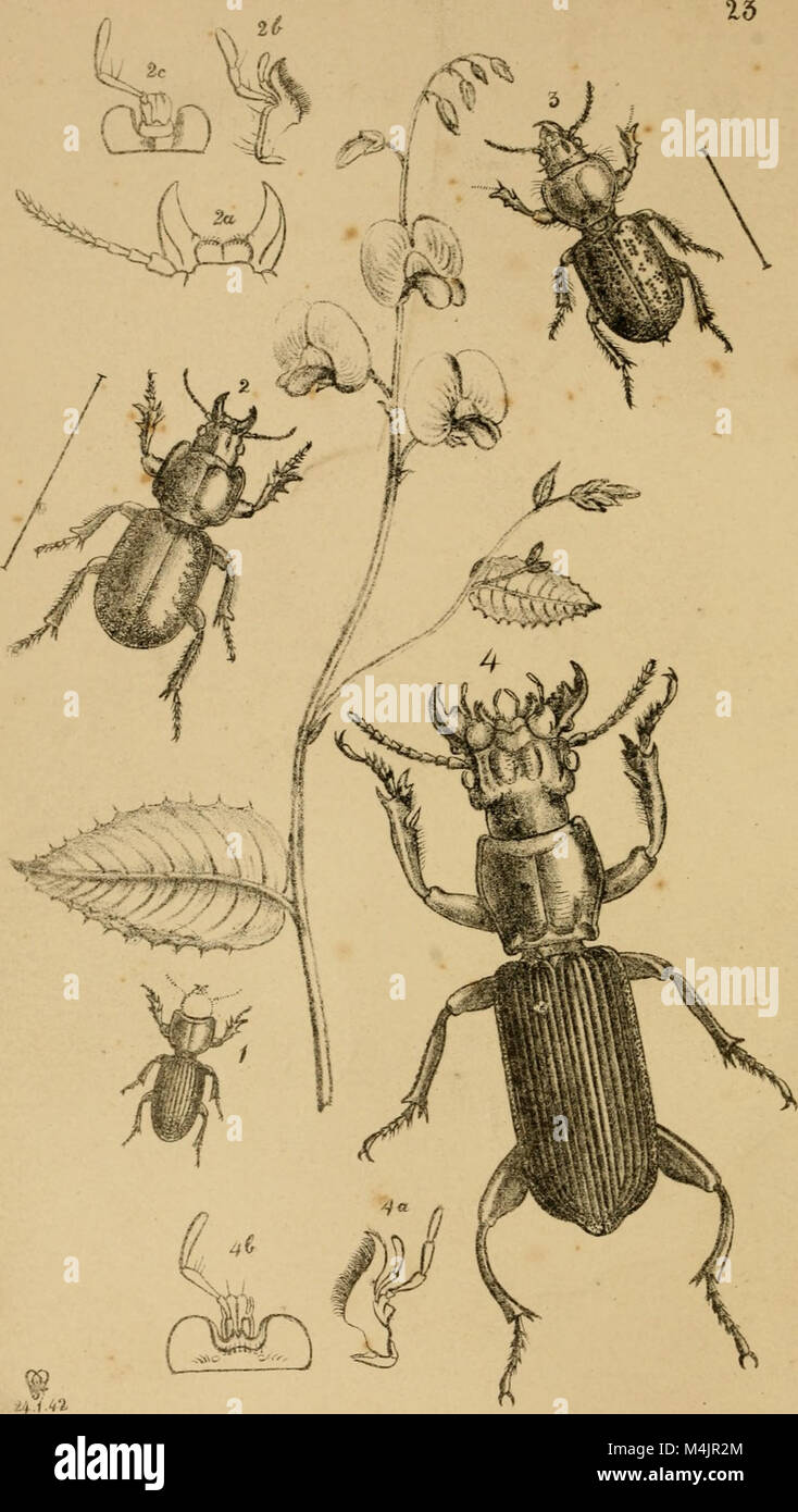 Arcana entomologica; or, Illustrations of new, rare, and interesting ...