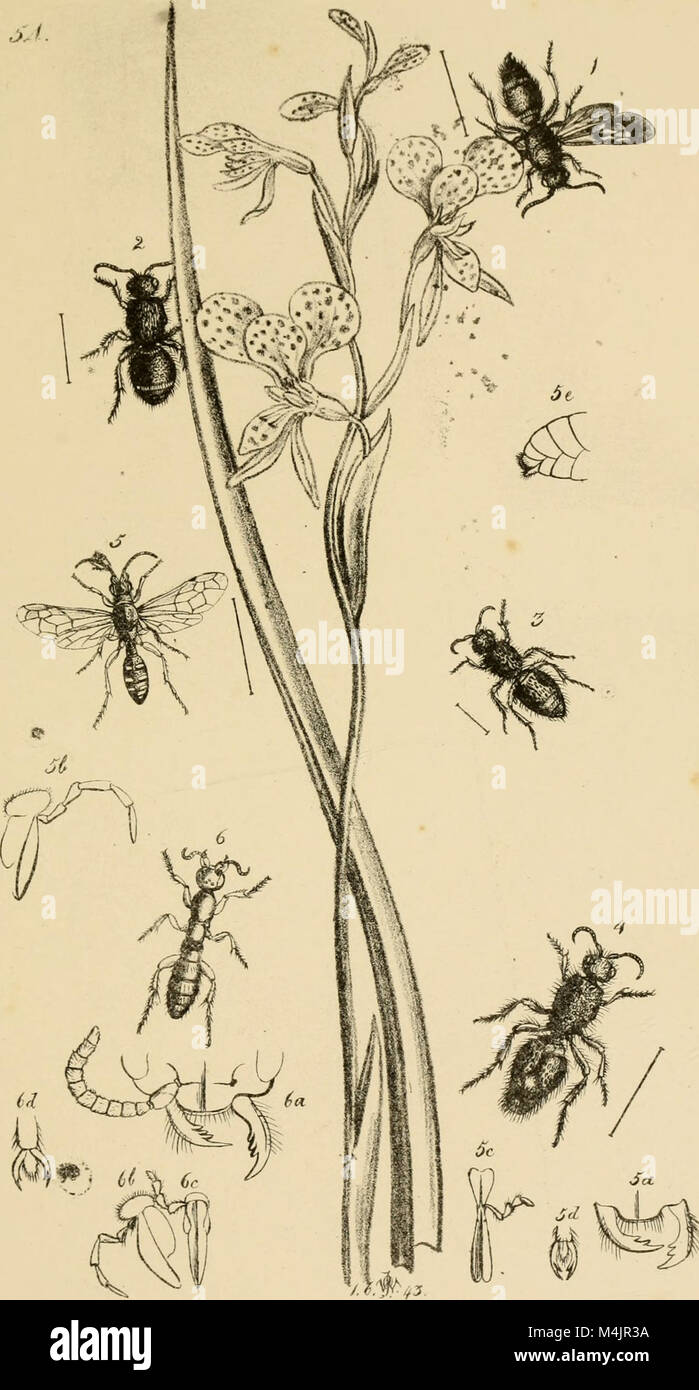 Arcana entomologica; or, Illustrations of new, rare, and interesting ...