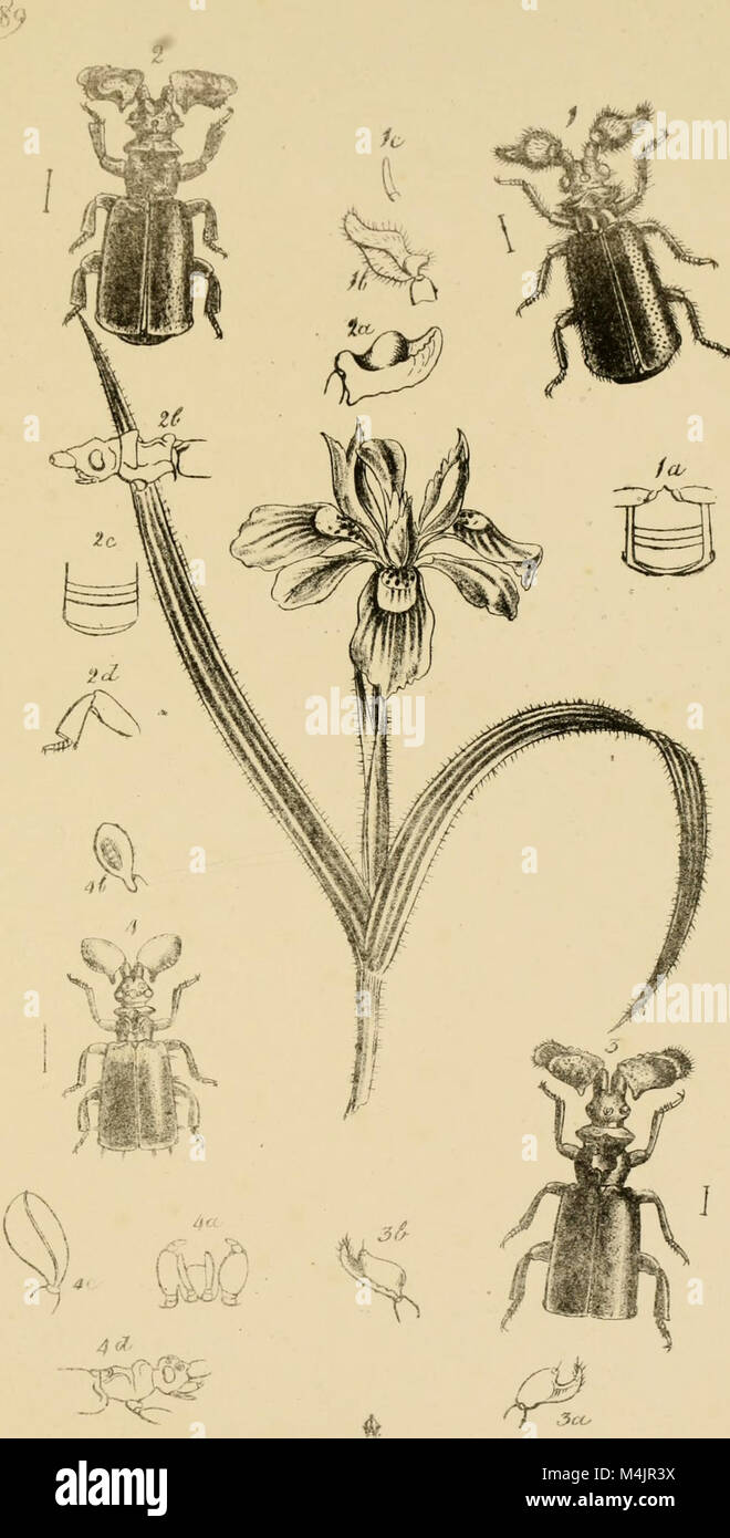 This 1845 work, Arcana Entomologica, presents illustrations and ...
